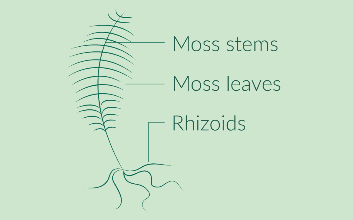 The amazing abilities of the inconspicuous plant moss