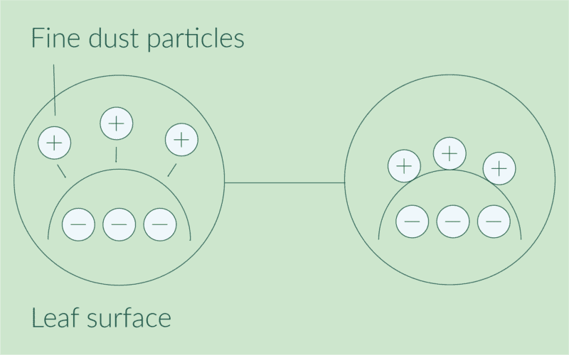The amazing abilities of the inconspicuous plant moss