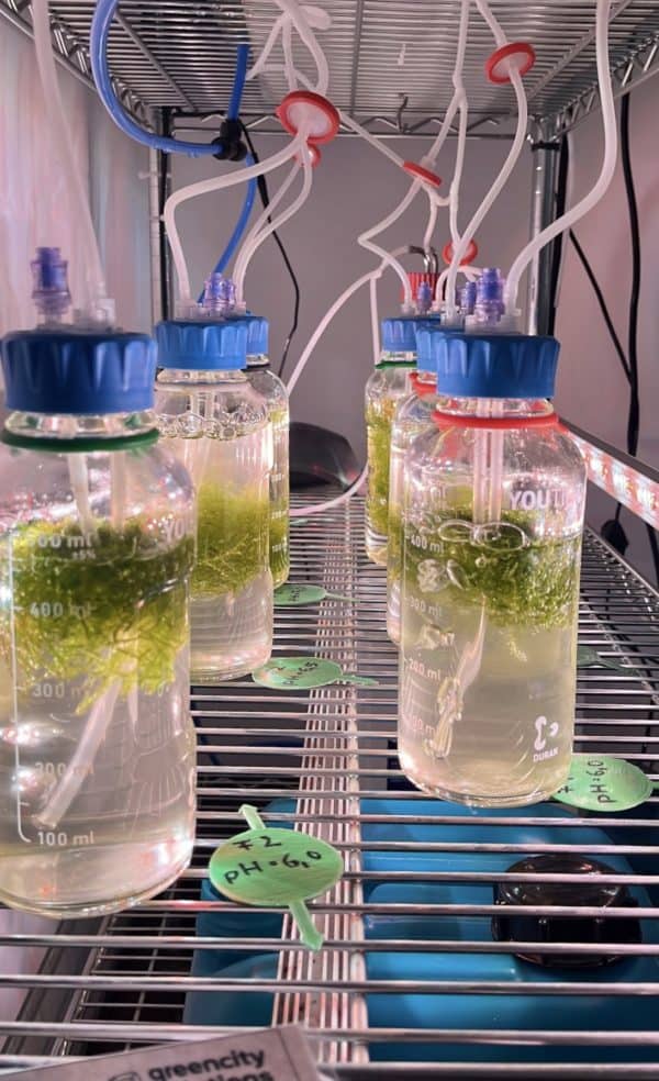 Moss Monday at the Moss Lab - Green City Solutions