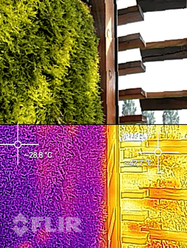 Cooling the World: How Moss is Battling Heatwaves and Extreme Weather ...